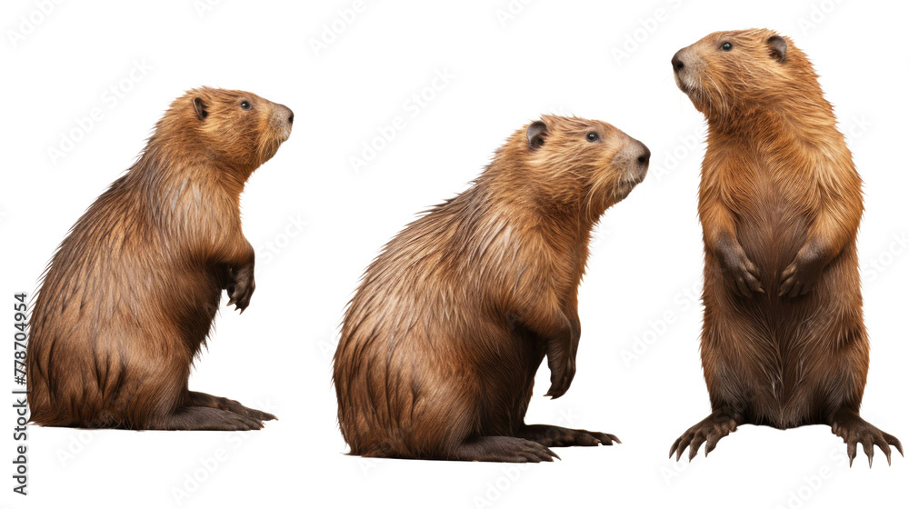 Beaver, many angles and view portrait side back head shot isolated on ...