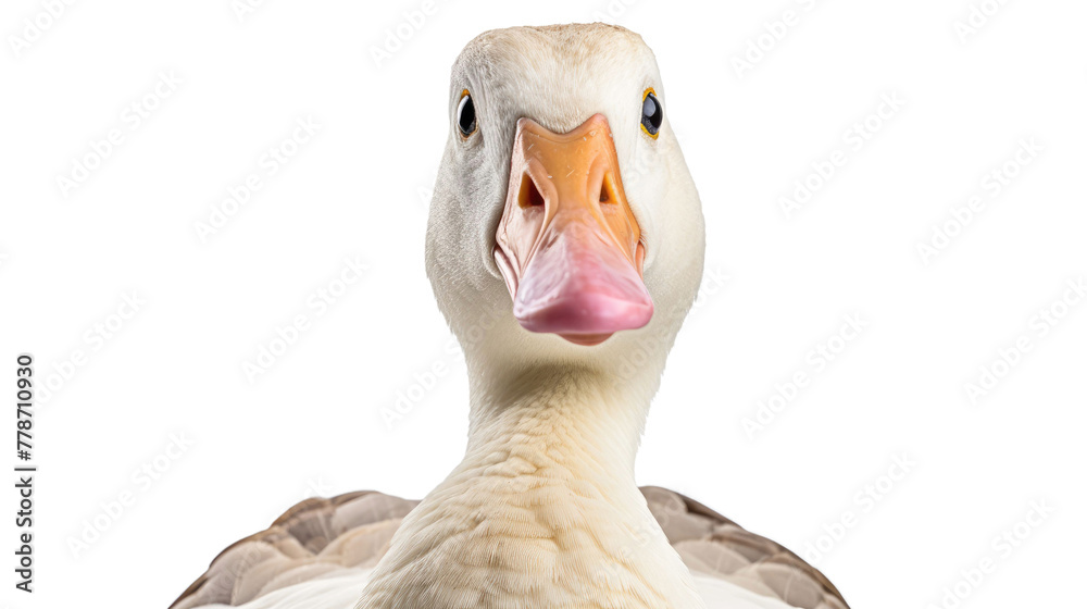 Goose bird, many angles and view portrait side back head shot isolated ...