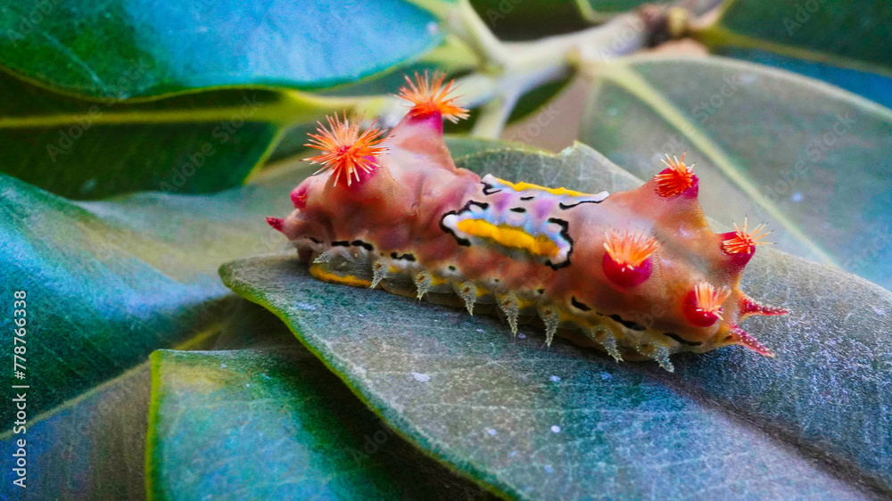 LIMACODIDAE . Slug Moths Caterpillars . Cup Moths Caterpillars. Sydney ...