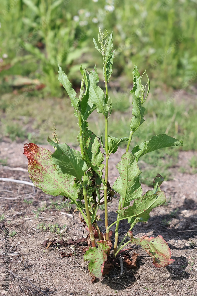 Ramularia leaf spot, Ramularia rubella, a fungal plant pathogen ...