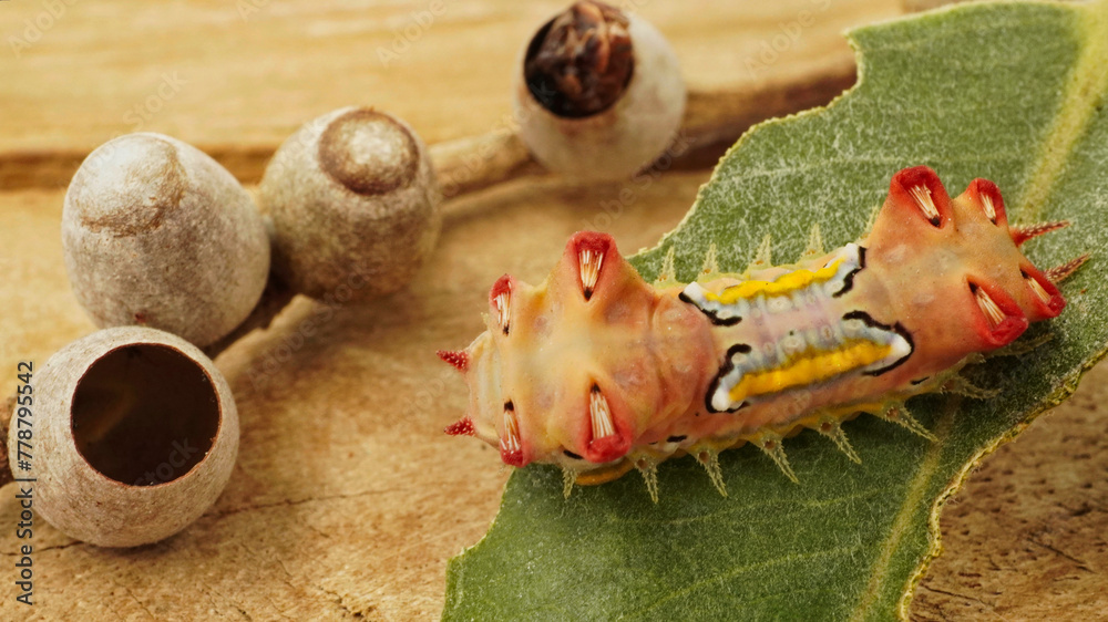 LIMACODIDAE . Slug Moths Caterpillars . Cup Moths Caterpillars. Sydney ...