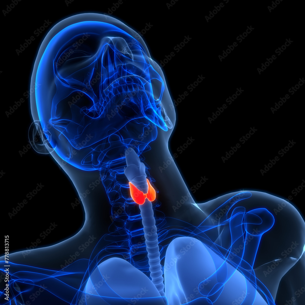 Human Body Glands Thyroid Gland Anatomy Stock Illustration | Adobe Stock
