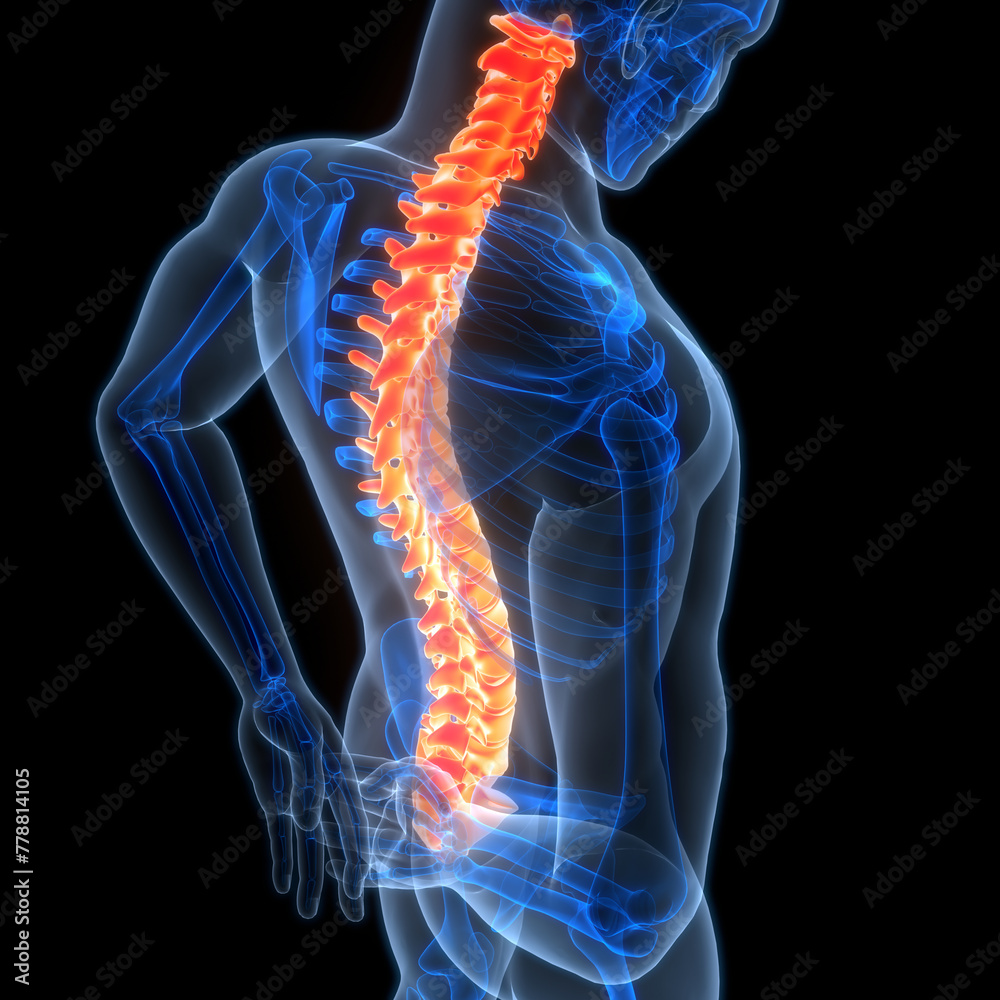 Spinal Cord Vertebral Column of Human Skeleton System Anatomy Stock ...