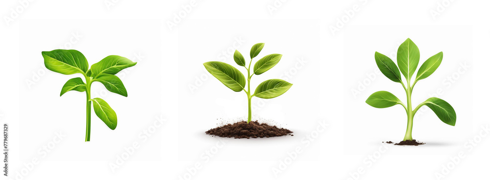 Stages of green plant growth from sprouting seedling to young plant ...