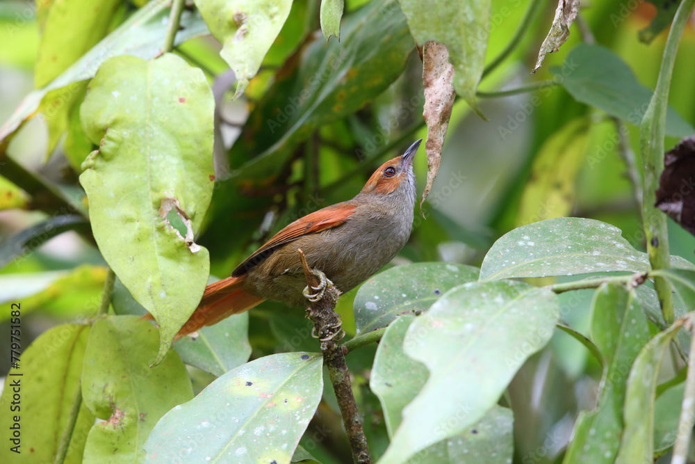 The red-faced spinetail (Cranioleuca erythrops) is a species of bird in ...