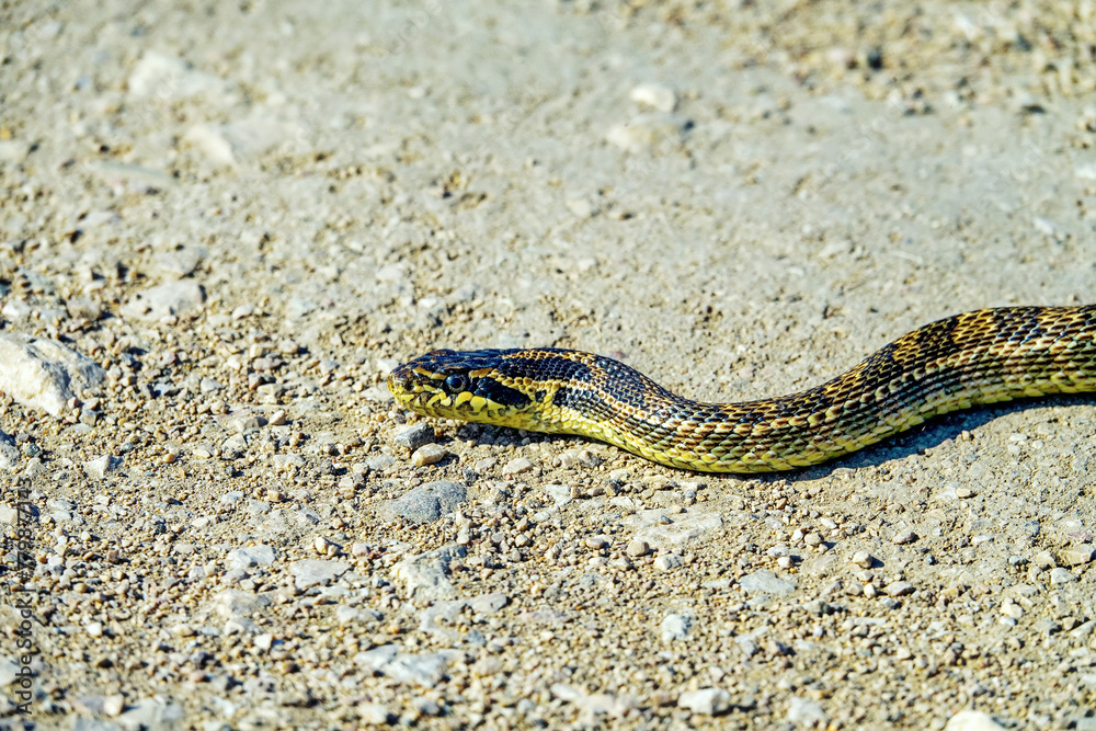 Sarmatian racer, european whip snake (Elaphe sauromates) rare species ...