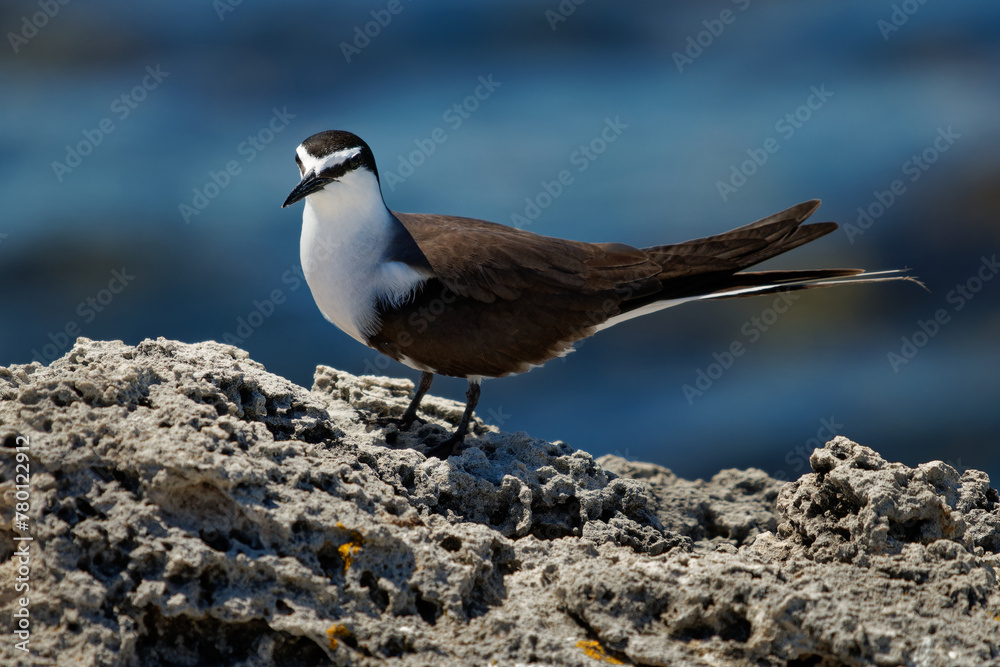 Bridled Tern - Onychoprion anaethetus seabird of Laridae, bird is ...