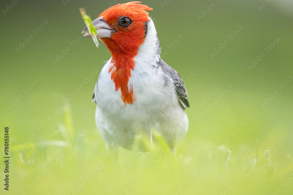 The red-crested cardinal (Paroaria coronata) is a passerine bird in the ...