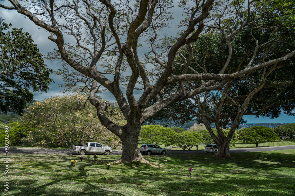 Ficus religiosa or sacred fig , bodhi tree, peepul tree, peepal tree ...