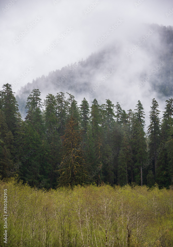 Hazy Morning Fog Along a Treeline at the Hoh Rainforest in Olympic ...