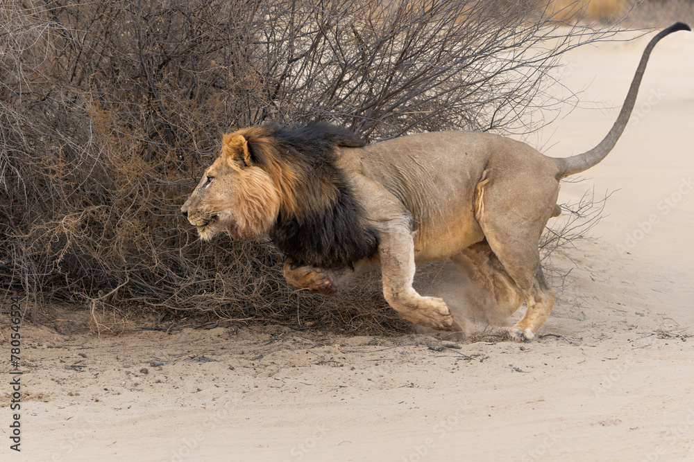 Kalahari Desert. This dominant male lion (Panthera leo) was protecting ...