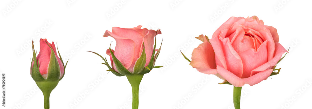 Blooming stages of pink rose flower isolated on transparent background ...