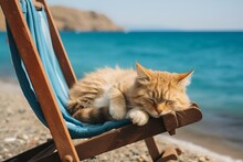 Lounge Chair Beach Cat Free Stock Photo - Public Domain Pictures