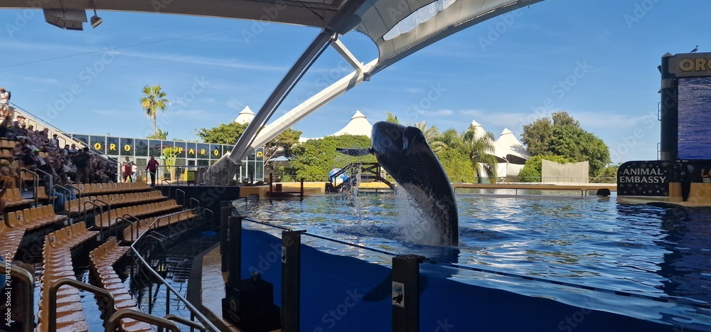 orcinus orca in Loropark Tenerife, orca, or killer whale, is a toothed ...