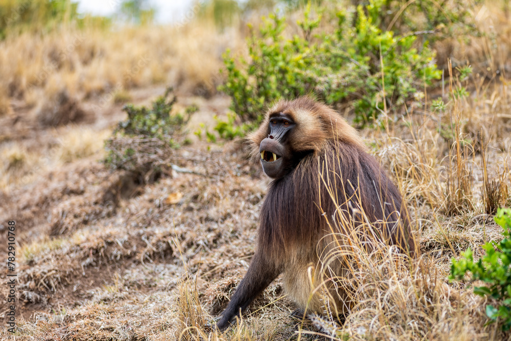 Majestic alpha male of endemic animal monkey Gelada baboon ...