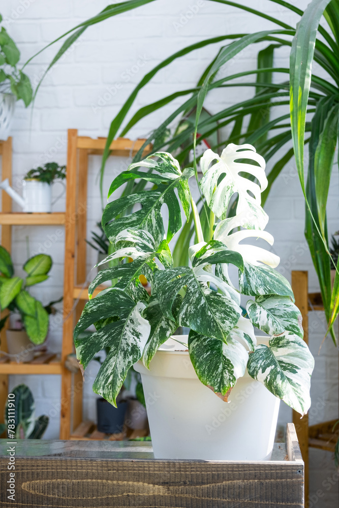 Monstera Alba is a rare variegate close-up in the interior on the stand ...