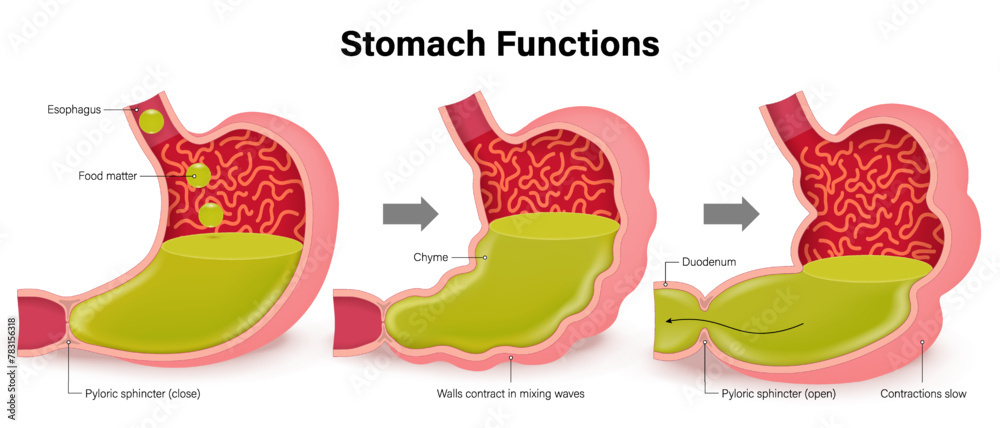Function of the stomach. Human stomach digestion. Stomach peristalsis ...