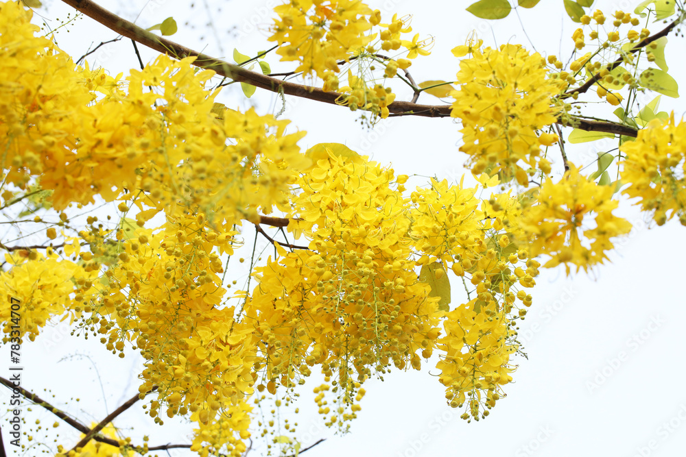Golden shower tree (Cassia fistula) national flower of Thailand Stock Photo | Adobe Stock