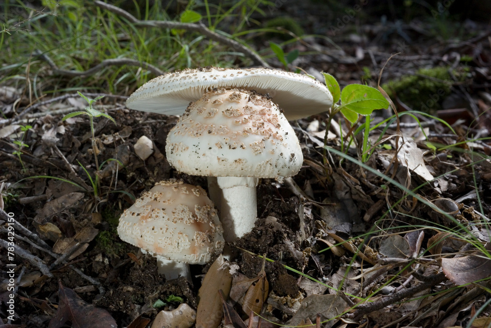 False death cap / false deathcap / citron amanita (Amanita citrina ...