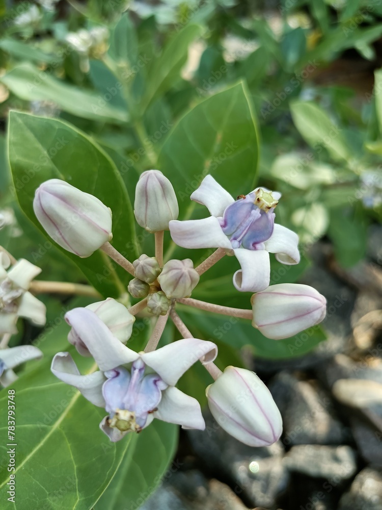 Calotropis gigantea, the crown flower, is a species of Calotropis ...