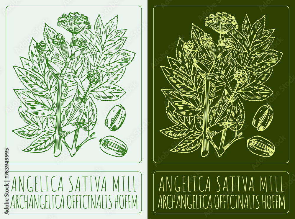 Drawing ANGELICA SATIVA MILL. Hand drawn illustration. The Latin name ...