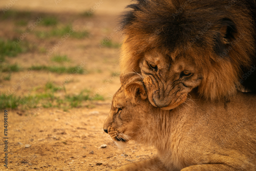 Foto Barbary lion, North Africa, Atlas. This species of lion is already ...