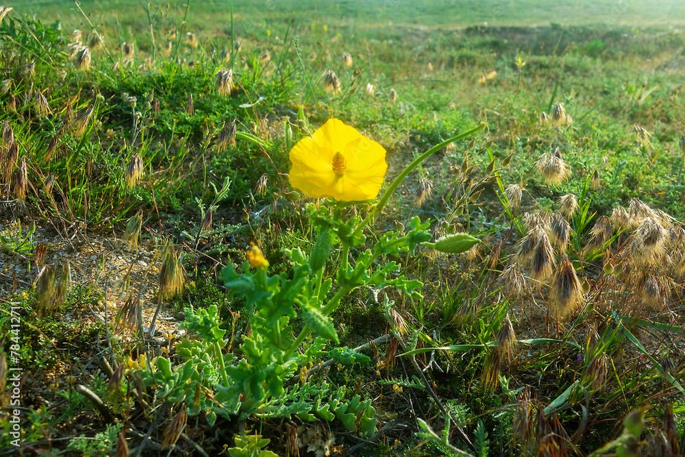 Sea poppy (Glaucium flavum). Sea coast steppe, vegetated dune ...