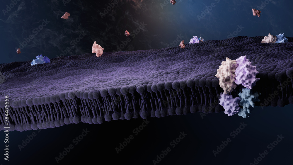 cell membrane with receptors and hormones Stock Illustration | Adobe Stock