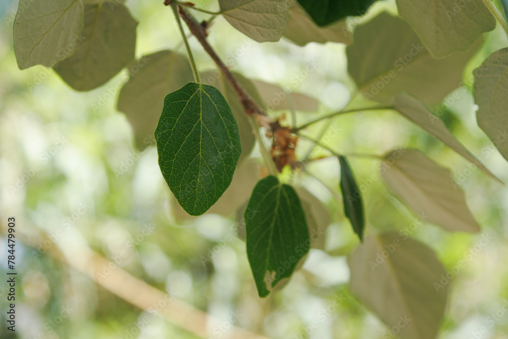 Hojas de chopo o alamo blanco (populus alba) proporcionando sombra ...
