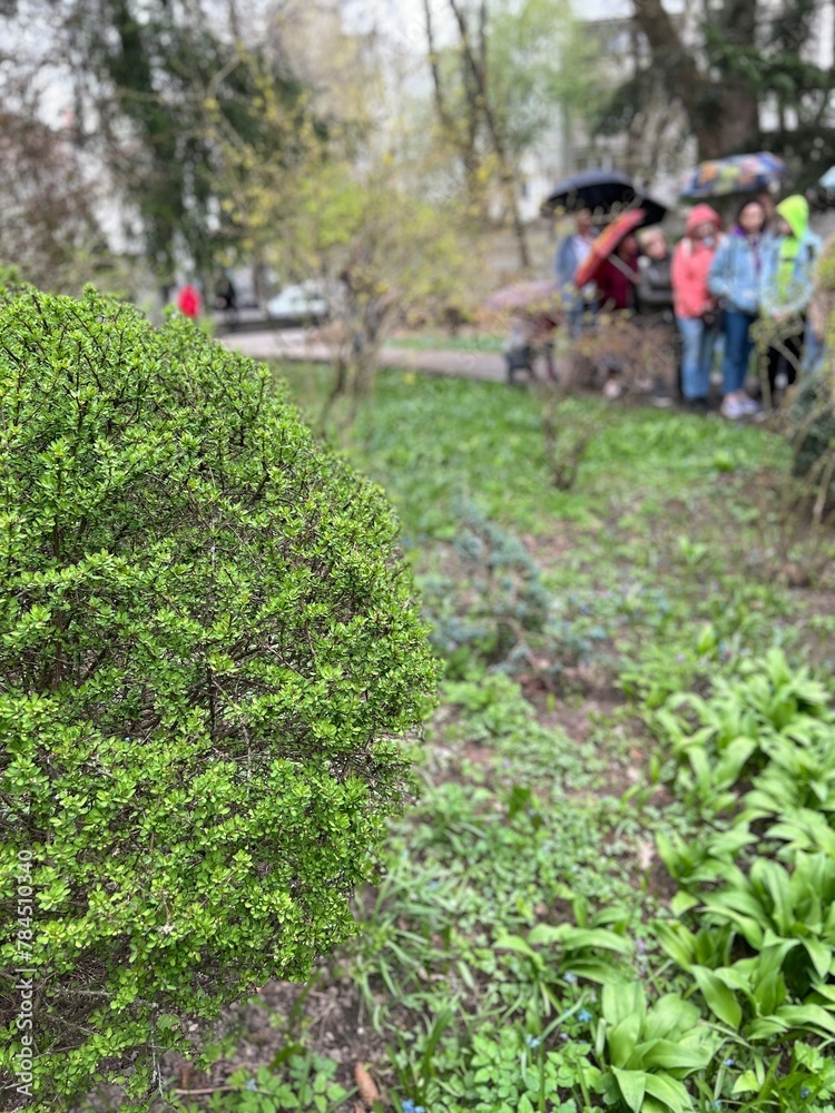 photo of a round-shaped juniper bush on a flower bed in a plant nursery ...
