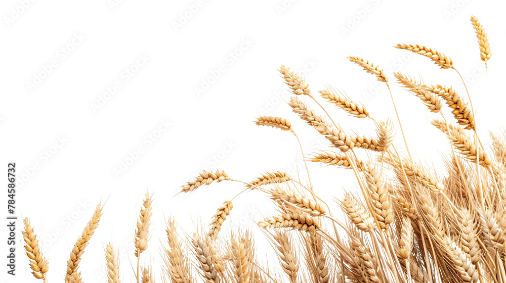 wheat as element in isolated white background Stock Photo | Adobe Stock