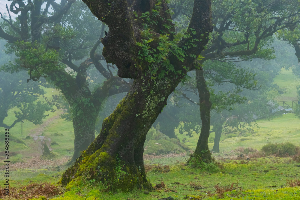 Twisted trees in the fog in Fanal Forest on the Portuguese island of ...