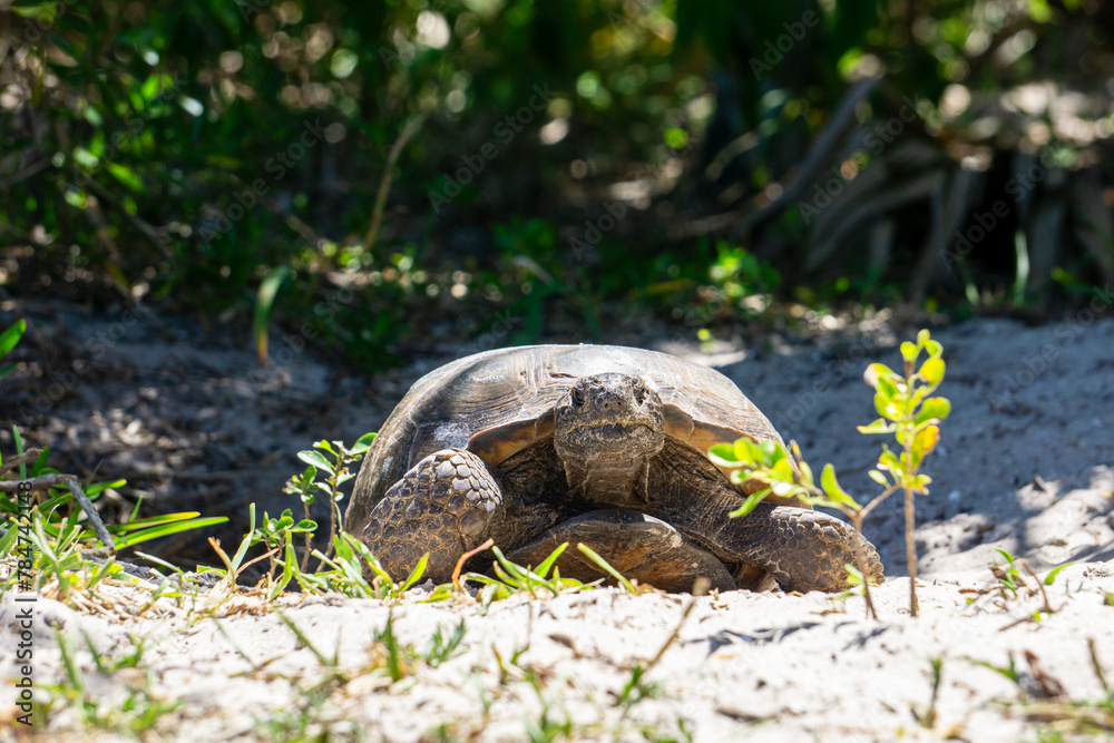 Gopher Tortoise (Gopherus polyphemus), as seen from ground level ...