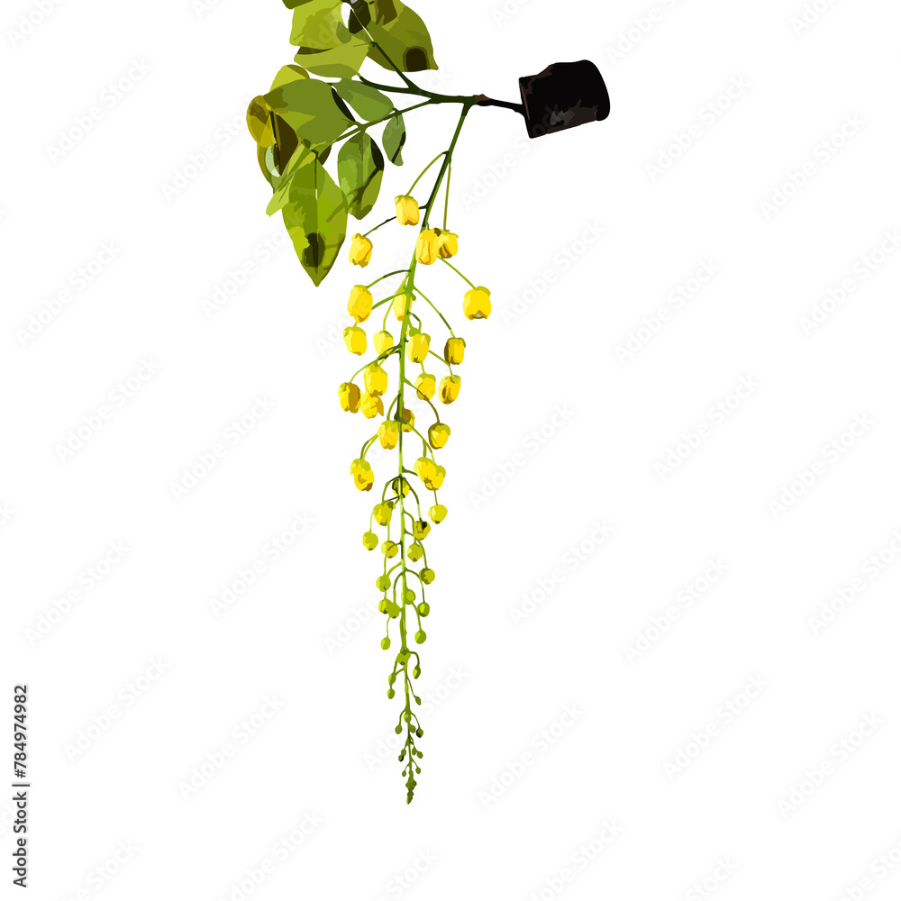 beautiful laburnum flower and leave isolated on a white background ...