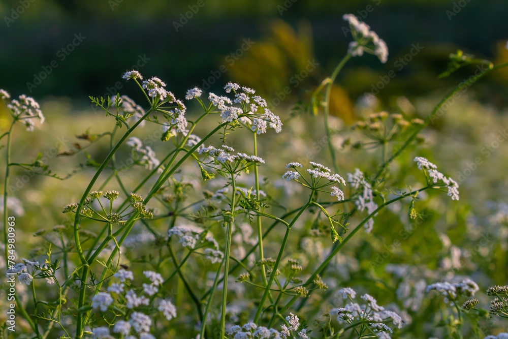 Photo Stock Conium maculatum, colloquially known as hemlock, poison ...
