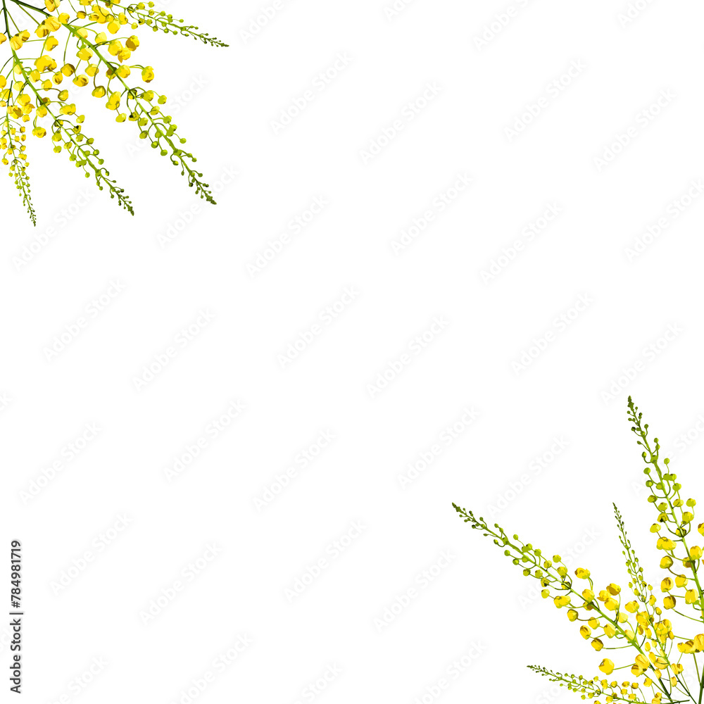Vector illustration, laburnum flower isolated on white background ...
