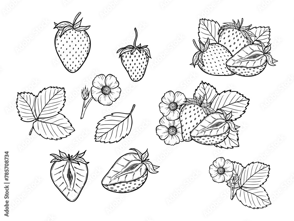 Vector strawberry line art illustration set with berries, leaves and ...