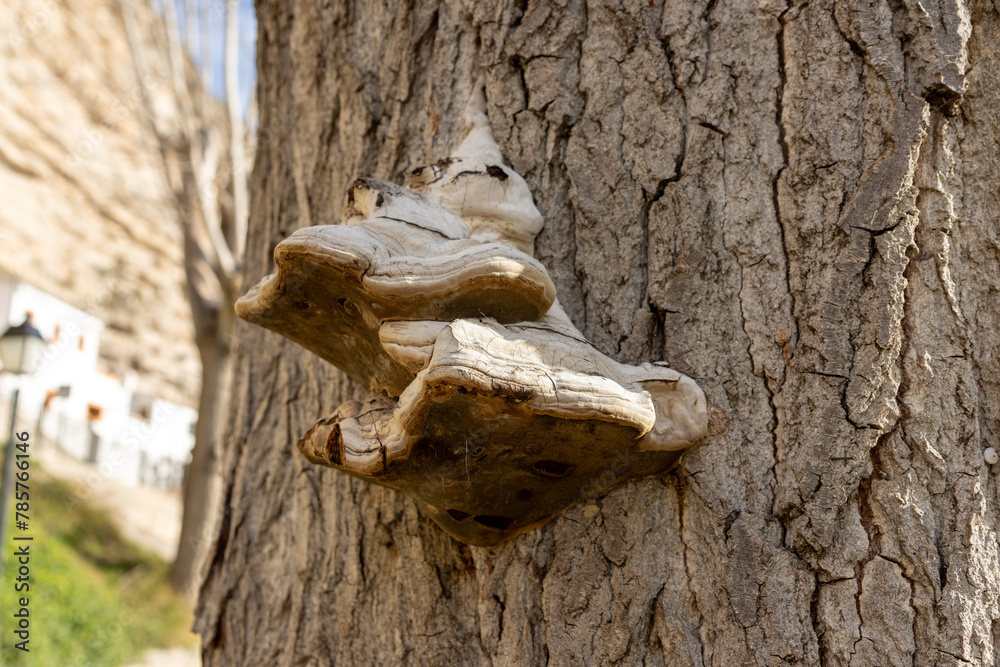 Fomitiporia robusta (Phellinus robustus) is a species of wood ...