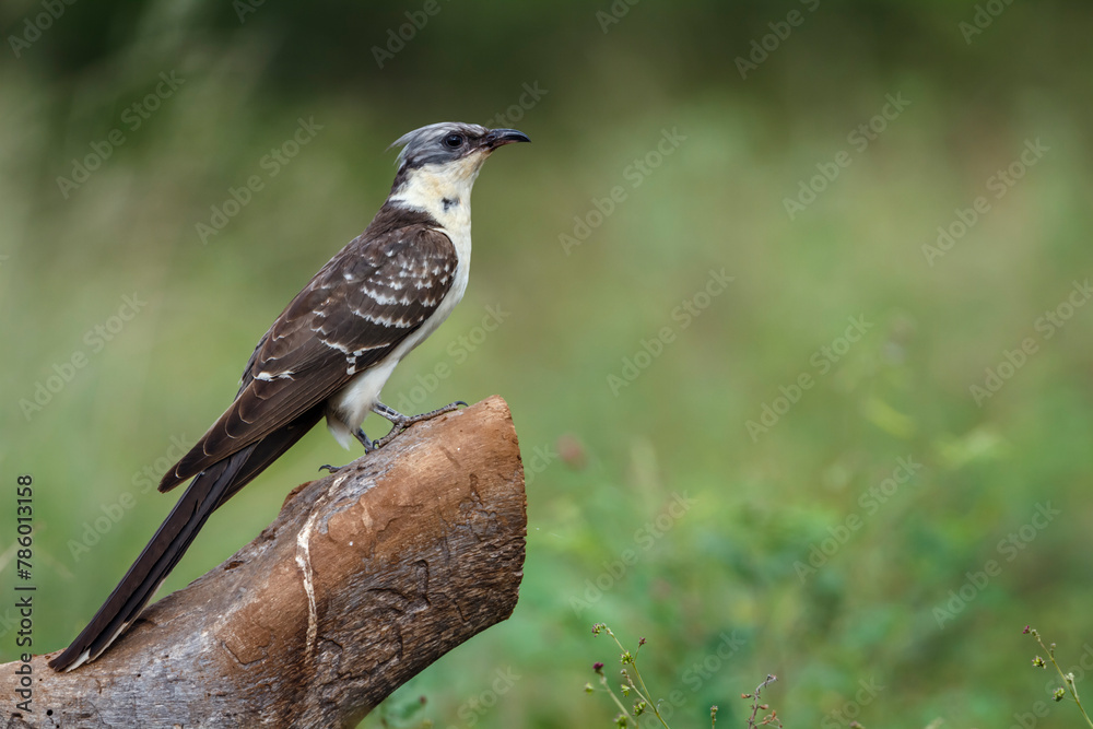 Great Spotted Cuckoo standing side view on a log in Kruger National ...