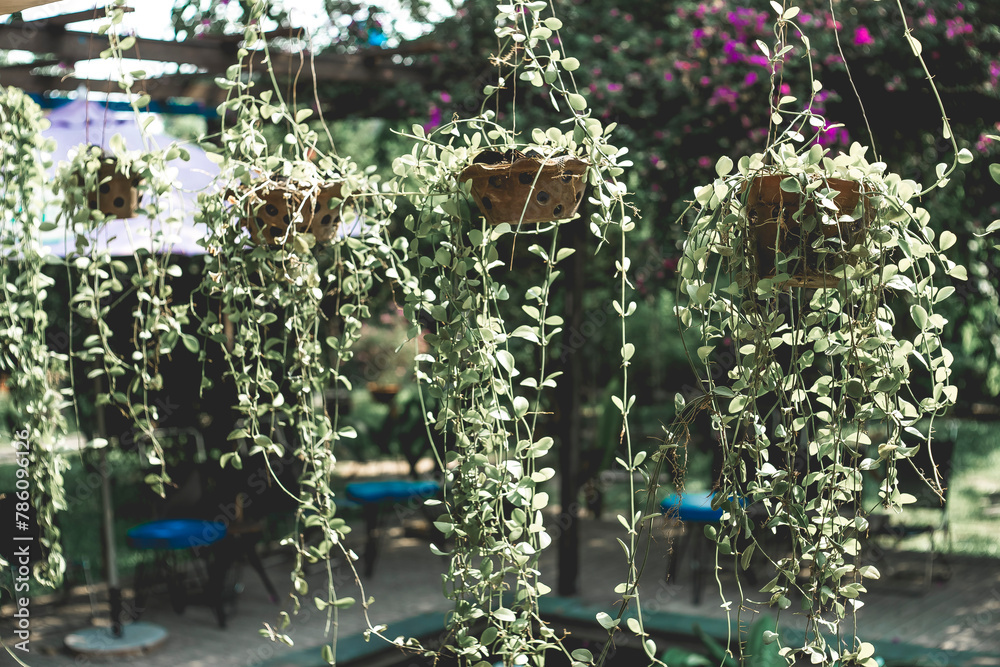 Dischidia ruscifolia, The Dischidia ruscifolia have even evolved ...