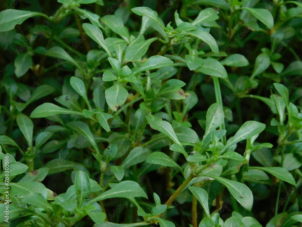 Frogfruit (Phyla nodiflora) Aka Turkey tangle fogfruit, Capeweed ...