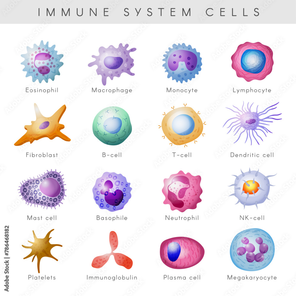 Immune system cells. Defense viruses macrophage immune monocyte lymphocyte pictures in cartoon ...