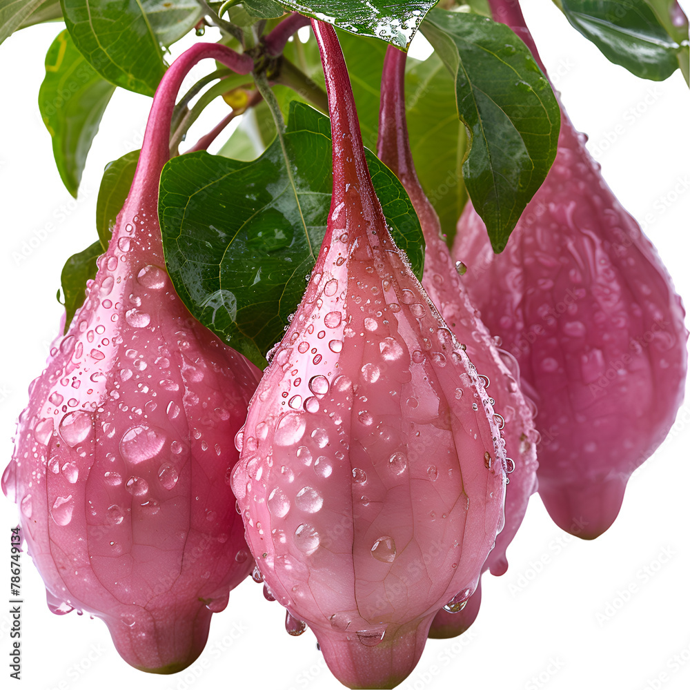 An HD image of fresh wax apples (jambu), their bell shape and pale red ...