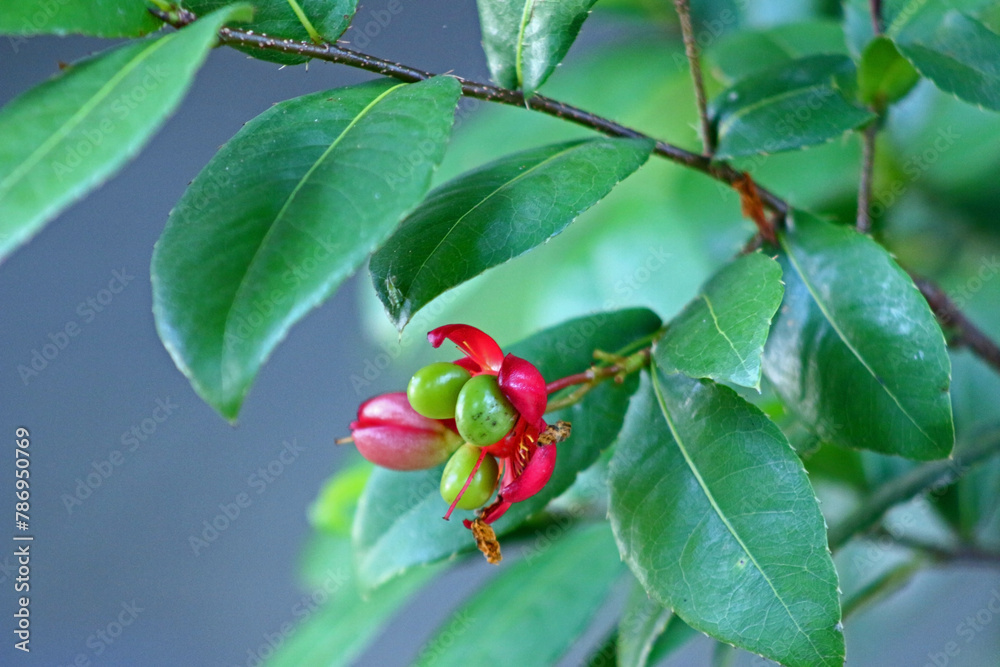 Ochna serrulata is an ornamental garden plant in the family Ochnaceae ...