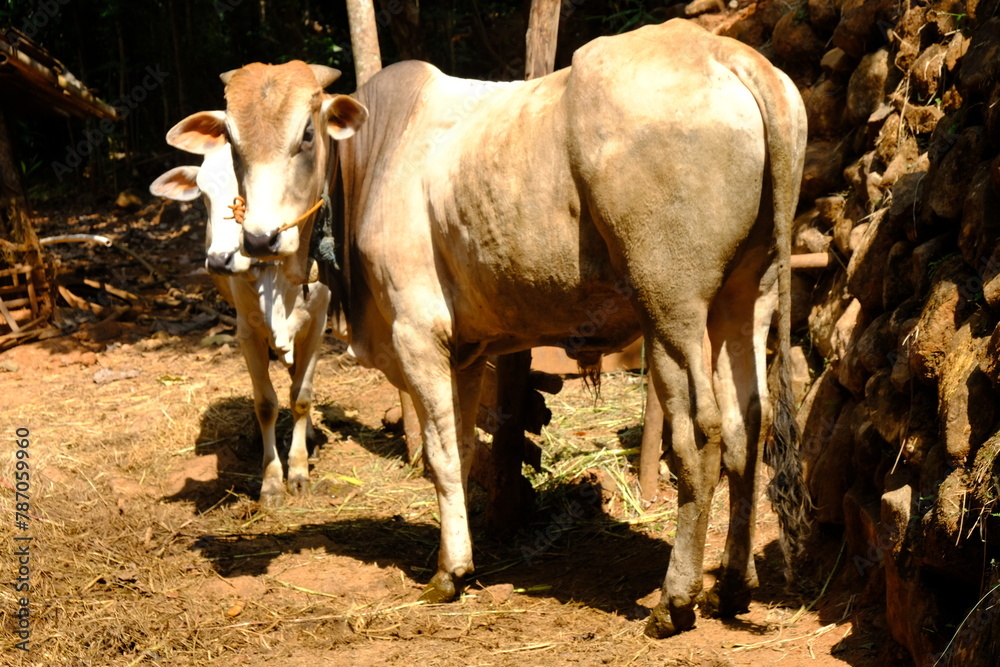 cows in the countryside. Indonesian cattle. Cows are herbivores that ...