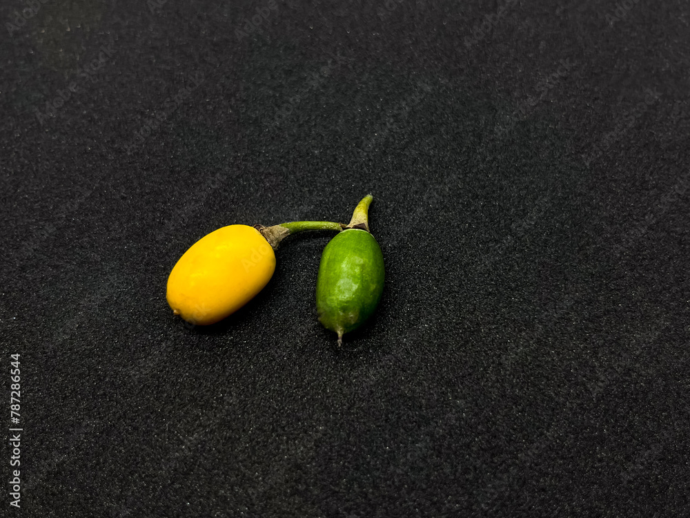 Wild fruits Manilkara hexandra ( isolated on black background) is a ...