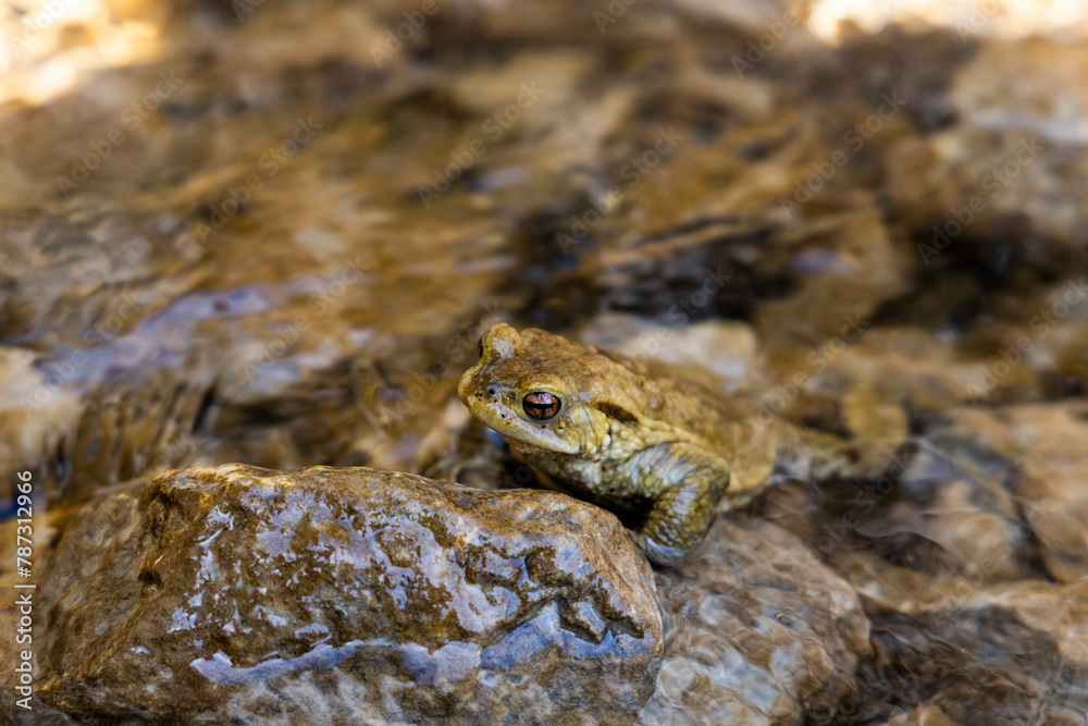 the love of two frogs, toads. one above the other on the shore of a ...
