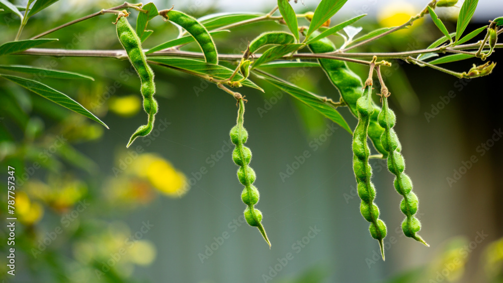 Pigeon pea (Gude, kacang gude, kacang kayo, kacang bali, Cajanus cajan ...