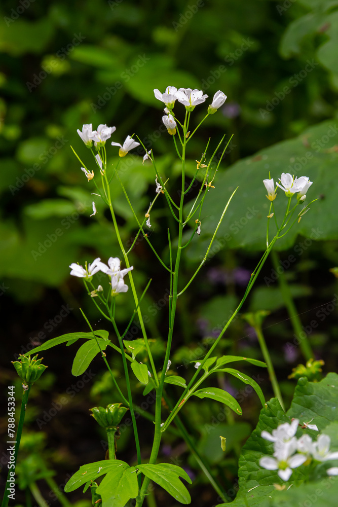 Cardamine amara, known as large bitter-cress. Spring forest. floral ...