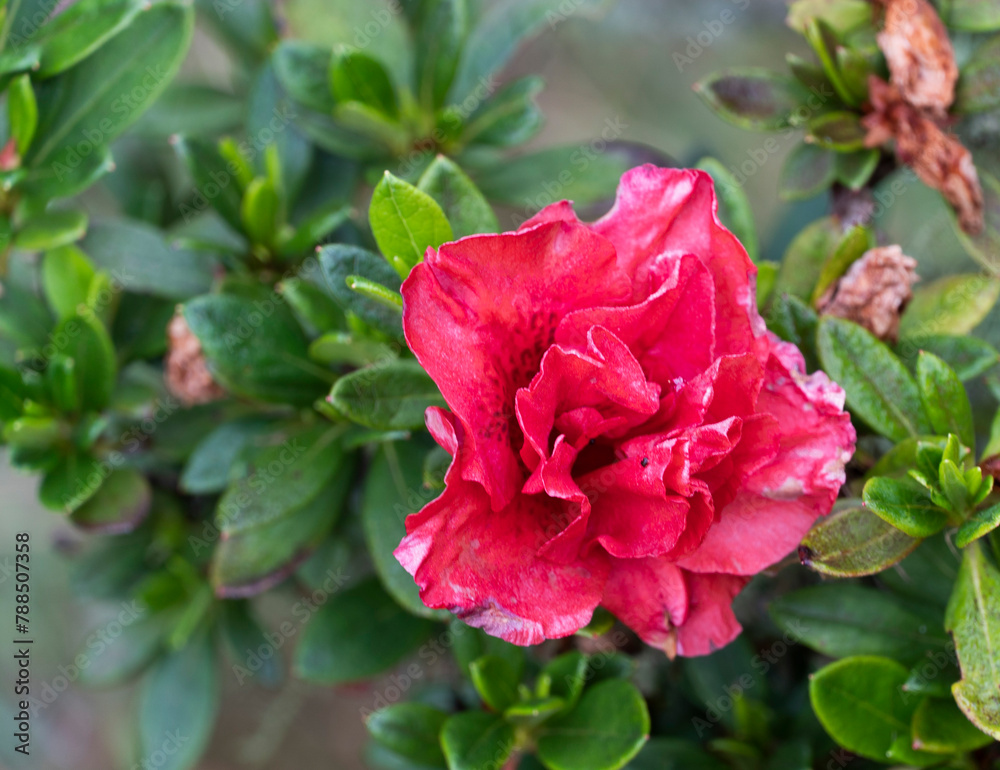 La azalea o, más propiamente, las azaleas (también azáleas, en México1 ...